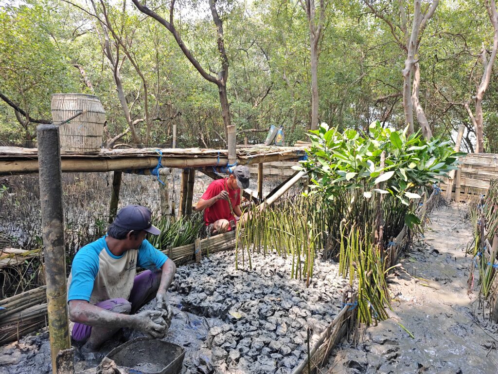 Komitmen Terhadap Lingkungan, TPS Tanam 10.000 Bibit Mangrove Di ...